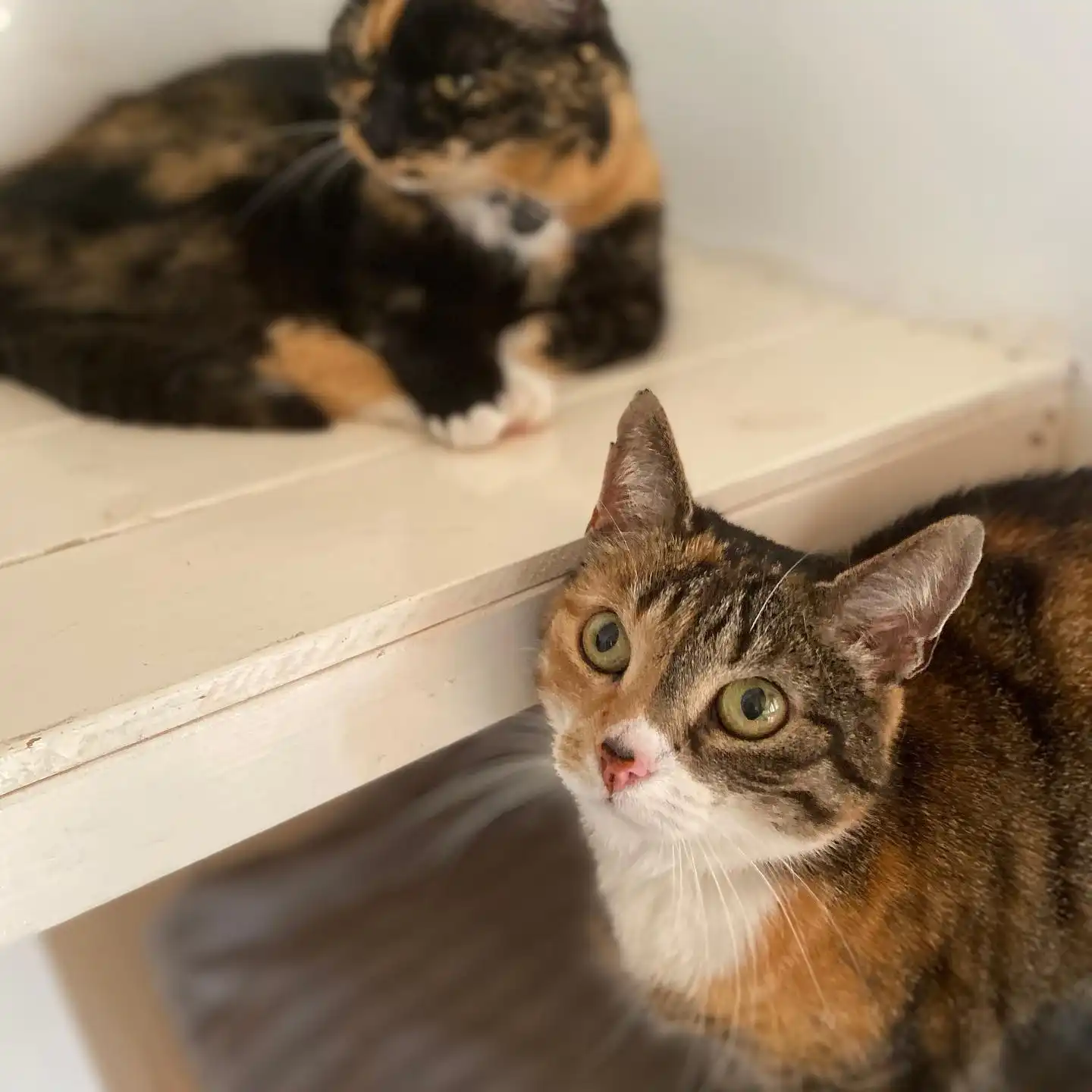 Pet Quarantine UK | Pets Abroad UK